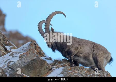 Mongolia, West Mongolia, Altai mountains, Siberian ibex (Capra sibirica ...
