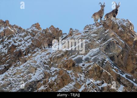 Mongolia, West Mongolia, Altai mountains, Siberian ibex (Capra sibirica ...