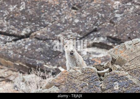 Mongolia, West Mongolia, Altai mountains, Siberian ibex (Capra sibirica ...
