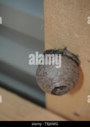 The wasp builds a spherical nest. Dangerous insect. Animal Stock Photo ...