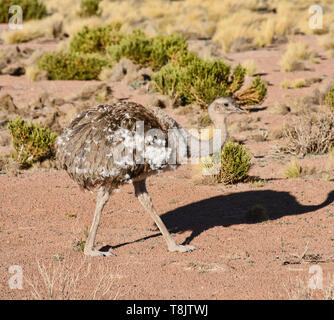 Darwins rhea birds (Rhea pennata) walking in single file, Patagonia ...