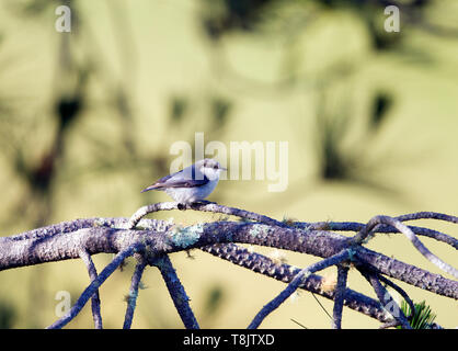 Pygmy Nuthatch (Sitta pygmaea Stock Photo - Alamy