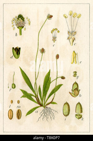 Drawing of a English plantain (Plantago lanceolata) plant. Watercolor ...