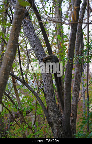 View of a badger-like white-nose coati animal, called pizote in ...