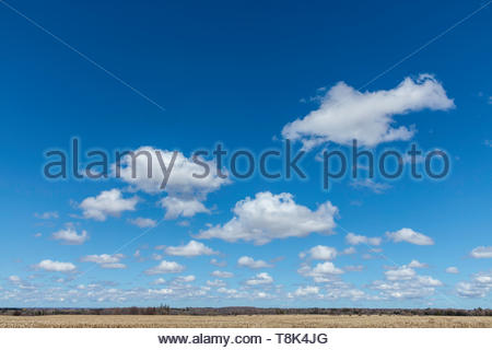 Fair weather cumulus clouds in early morning light, white puffs in ...