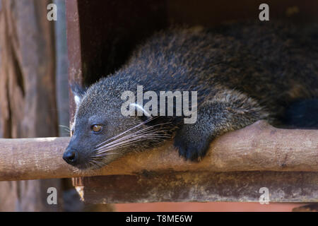 Palawan bear cat in Sabang, Palawan, Philippines Stock Photo: 55213112 ...