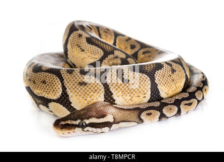 Ball python in front of white background Stock Photo - Alamy
