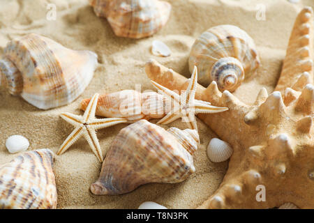 rare sea shells on sale in Dare Salaam market , Tanzania Stock Photo ...