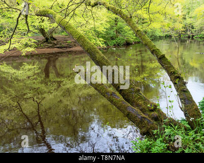 Spring Tree by the River Nidd in the Nidd Gorge Knaresborough Yorkshire ...