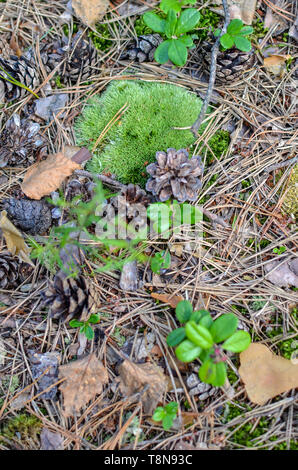 A bumps on the grass and moss Stock Photo - Alamy