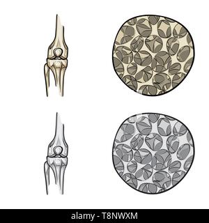 Knee joint bone and connective tissue, exploded view with labels Stock ...