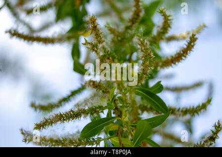 spring willow fluff Stock Photo - Alamy