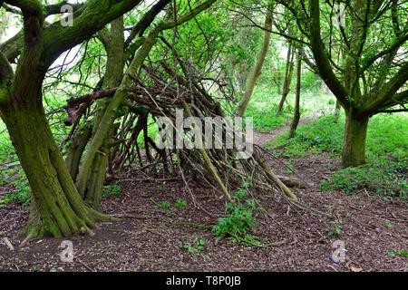 Children's den made from fallen branches within Coombe Hill wood in ...