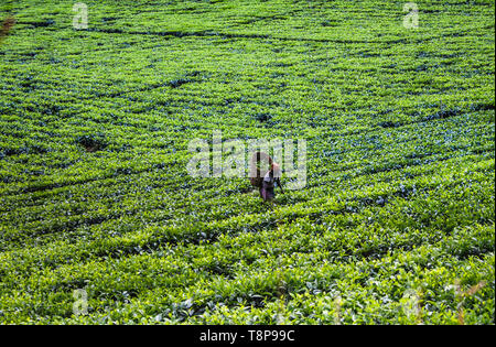 Malawian woman tea picker at work in the middle of a field of tea ...