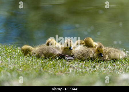 Goslings enjoying the sun Stock Photo - Alamy