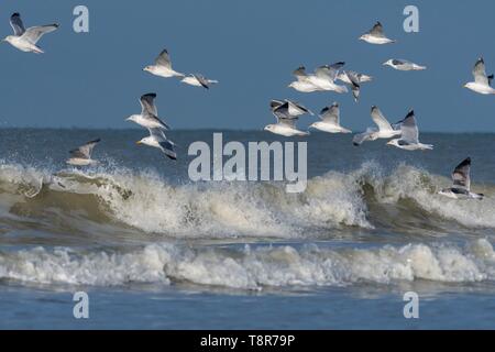 Sea Gulls, Larus canus; a group of them landing, trying to get some ...