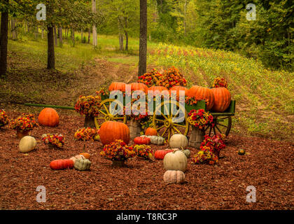 Colorful fall mums in an old farm wagon Stock Photo - Alamy