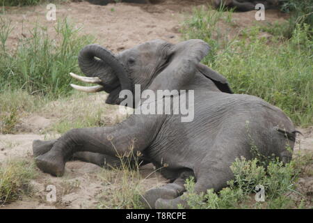 Lone Elephant laying down Stock Photo - Alamy