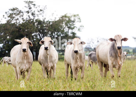 Nelore beef cattle Stock Photo - Alamy