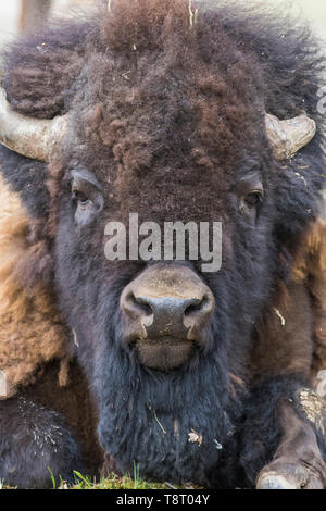 Huge male american bison portrait Stock Photo - Alamy