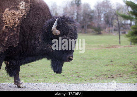 Huge male american bison portrait Stock Photo - Alamy