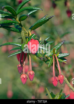 Lantern-shaped, crimson flowers of Chilean Lantern Tree Crinodendron ...