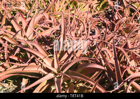 Aloe Valbalenii, (Van Balen's Aloe, Crawling Octopus) with its ...