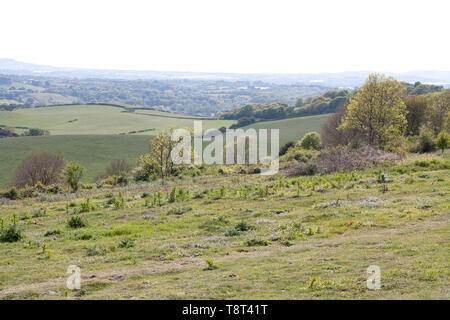 View from Brading Down viewpoint, Isle of Wight Stock Photo - Alamy