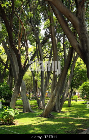 Park Alameda Central in Queretaro city, Mexico. Tropical trees Stock ...
