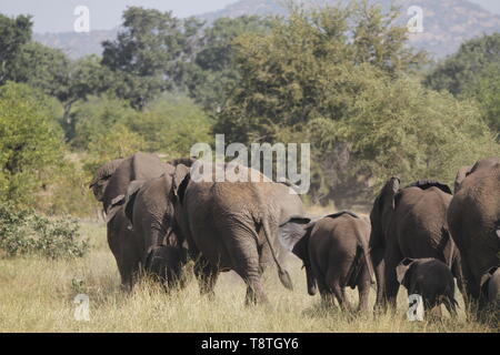 Elephant herd marching through the bush Stock Photo - Alamy