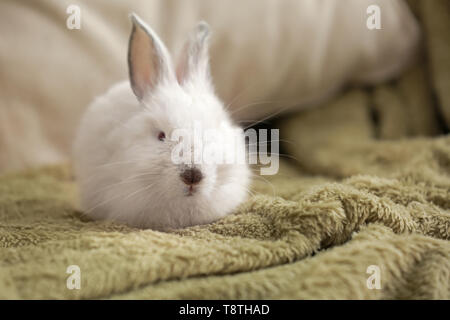 Cute fluffy rabbit on plaid Stock Photo - Alamy