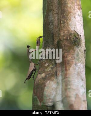 Stick insect - Phasmatodea - on a tree branch in tropical forest. Stick ...