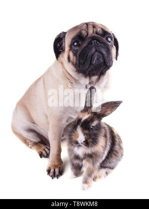 Dog pug and tricolor rabbit on a white background Stock Photo - Alamy