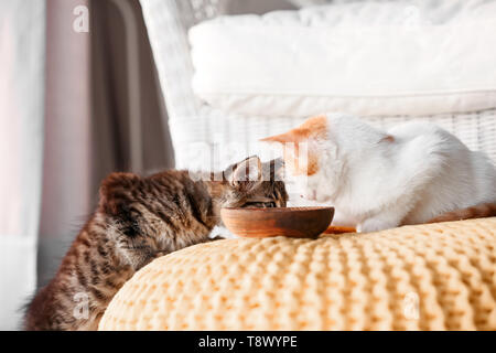 Cute little kittens eating at home Stock Photo - Alamy
