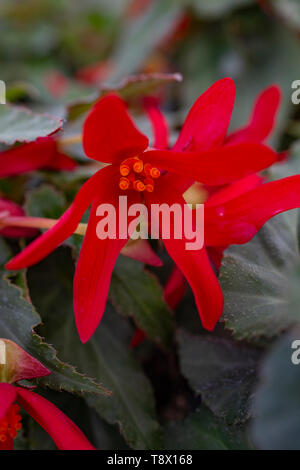 Begonia boliviensis 'Beauvilia Red' Stock Photo - Alamy