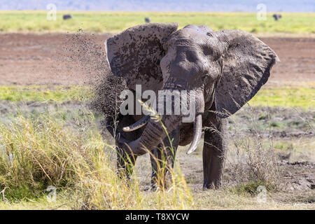 Standing African elephant sprays himeslf with cool muddy water, in ...