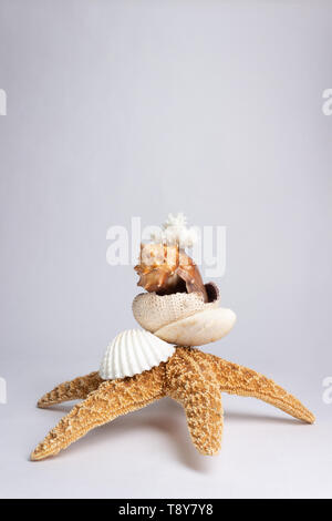 Sea shells still life. Composition of one or more seashells to ...