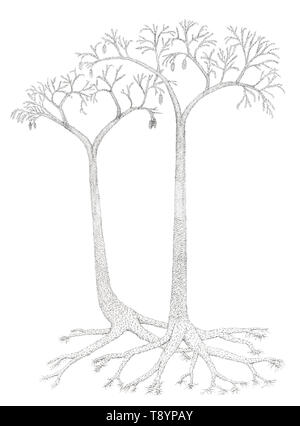 Extinct scale tree, Lepidodendron of the Carboniferous era ...