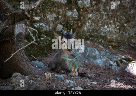 Wild Cretan goats, Kri Kri, mountain goats in Crete, Greek Islands ...