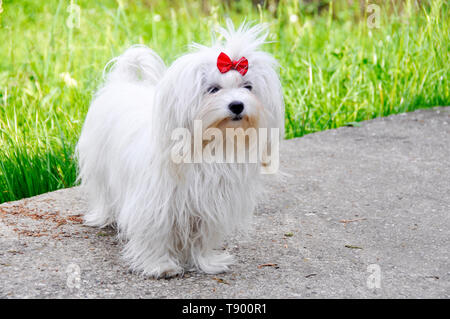 Small dog maltezer, in the autumn forest Stock Photo - Alamy