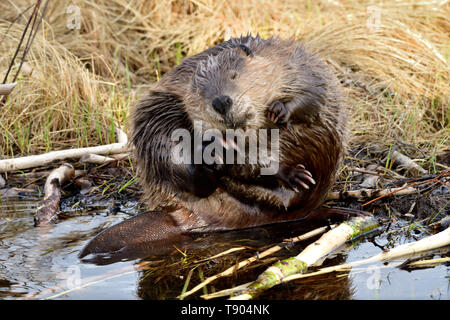 A beaver scratching under his chin Stock Photo - Alamy
