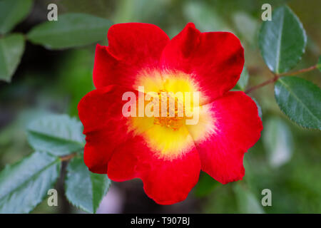 Red, pink and yellow rosa cocktail or Meimick shrub roses . Red rose ...