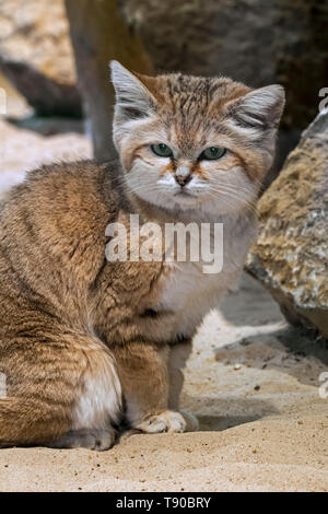 Sand cat (Felis margarita harrisoni) Captive Stock Photo - Alamy