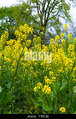 Closeup landscape with trees, wildflowers and weed grass at nature ...