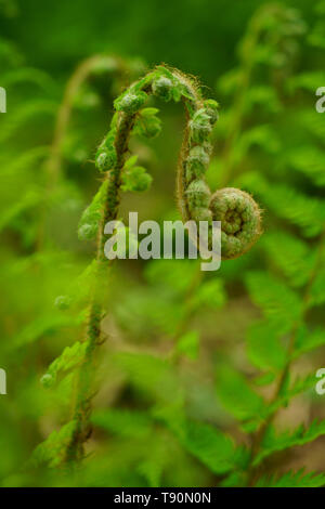 Fern fronds emerging in a Spring flowerbed. UK Stock Photo - Alamy