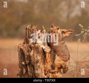 Golden jackal, Canis aureus, feeding scene on meadow, Madzharovo ...