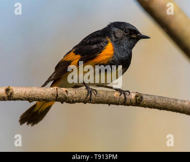 Setophaga Warblers (Setophaga) Aves Stock Photo - Alamy