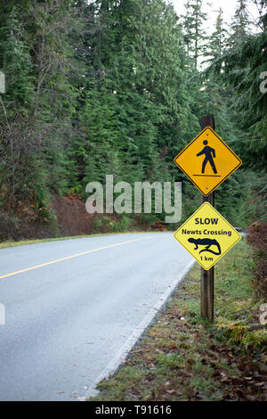 Roadside newt crossing in Belcarra Regional Park. Belcarra, British ...