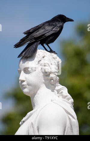 Karlsruhe, Germany. 16th May, 2019. In sunny weather two crows drink ...