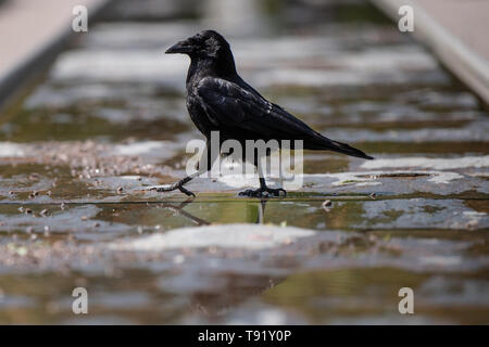 Karlsruhe, Germany. 16th May, 2019. In sunny weather two crows drink ...